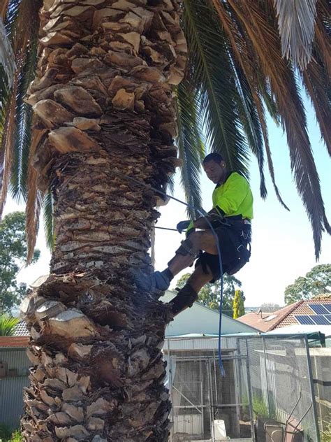 Photo Gallery Australian Palm Tree Sales Abc Palms