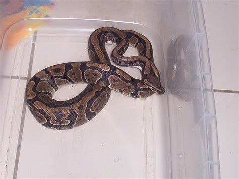 Piton4  Fauna Exótica