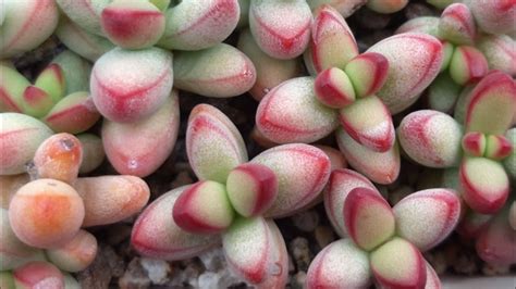 Succulents Youtube