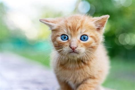 흐릿한 배경의 정원에 있는 작은 빨간 고양이 귀를 누르고 있는 겁 먹은 고양이 프리미엄 사진