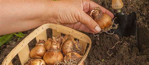 Oderings Garden Centres Bulb Planting Guide