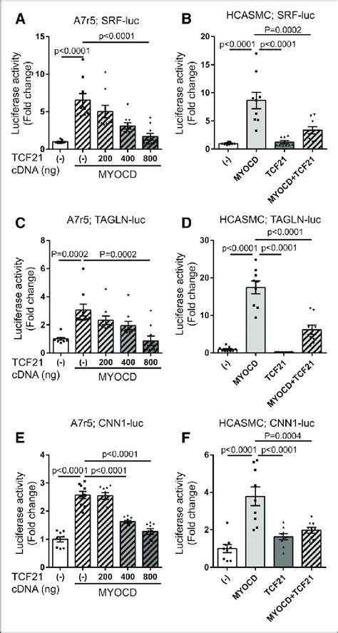 Tcf21 Transcription Factor 21 Blocks Transcriptional Regulation By