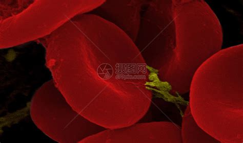 显微镜下的血球高清图片下载 正版图片504809284 摄图网