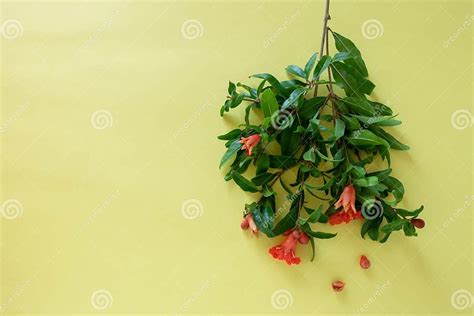 开花在黄色背景的石榴分支 库存图片 图片 包括有 开花 背包 种子 看板卡 红色 果子 礼品 152631241