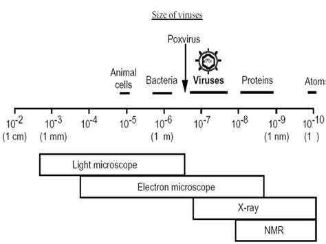 General Properties Of Viruses Ppt