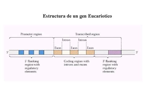 Genomas Contenido De Genes Estructura De Un Gen