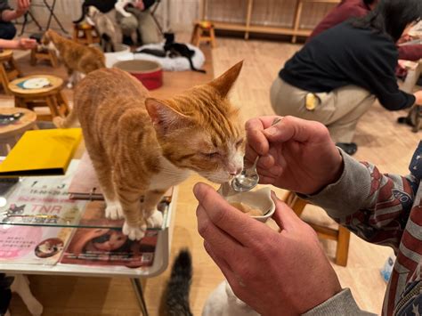 保護猫カフェねこかつ川越＆大宮日進 らい年も こぉんな風に〜 あしょぶ😼🎶 トシオ川越店 ねこかつ 保護猫 保護猫カフェ 里親