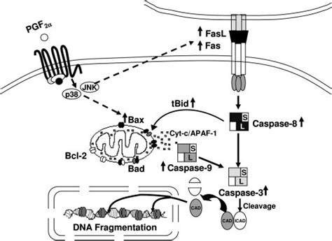 A Schematic Representation Of Pgf 2 Activated Apoptotic Signaling