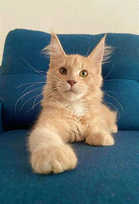 Magnifique Femelle Maine Coon Gros Gabarit Canton Vaud Anibis Ch