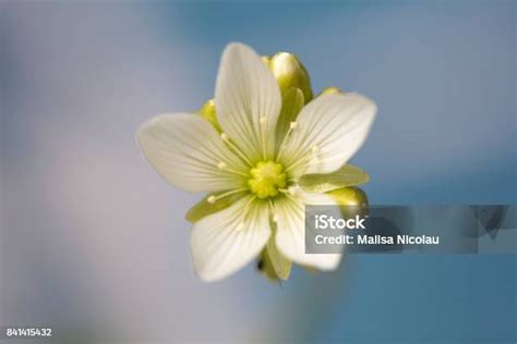 ดอกไม้สีขาวขนาดเล็กของพืช Venus Flytrap ภาพสต็อก ดาวน์โหลดรูปภาพ