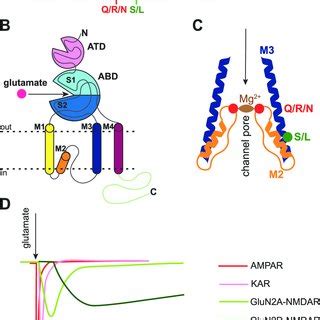 PDF Ionotropic Glutamate Receptors In Platelets Opposing Effects And A Unifying Hypothesis