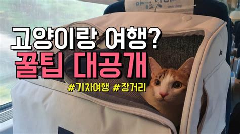 고양이랑 여행가기 전 고양이장거리이동 꿀팁알고 가자 Youtube