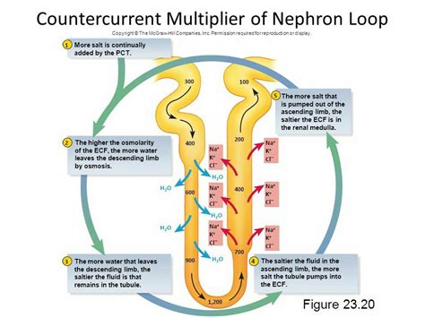 Pin By Jessica Joyce On Systems Renal Urinary Basic Anatomy And