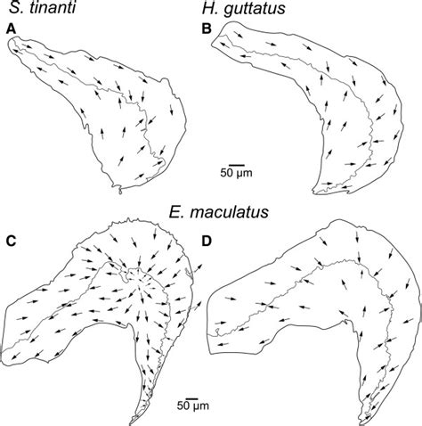 interspecific comparison of the orientation patterns of ciliary bundles