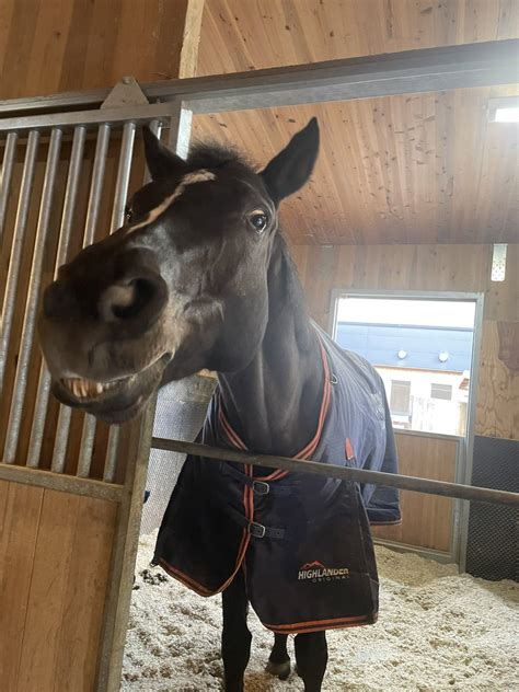 Tcc Japan【馬と共に社会をゆたかに】 On Twitter ご来場ありがとうございました☺️🐴🍀