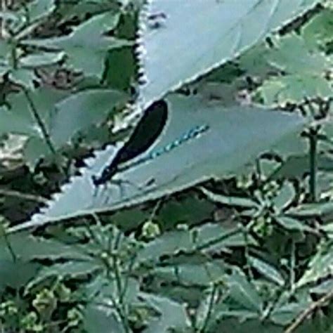 Blue Bodied Bug Plant Leaves Nature Plants