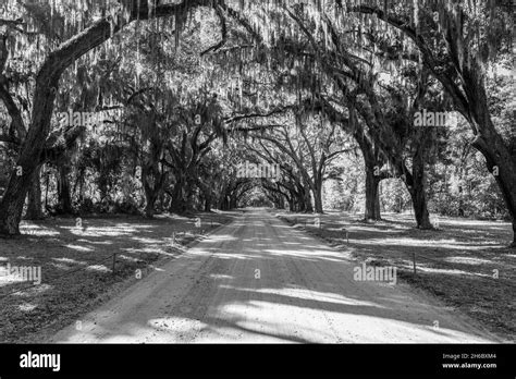 Long Treelined Road Hi Res Stock Photography And Images Alamy