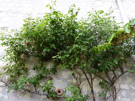 Loire Valley Experiences The First Rose