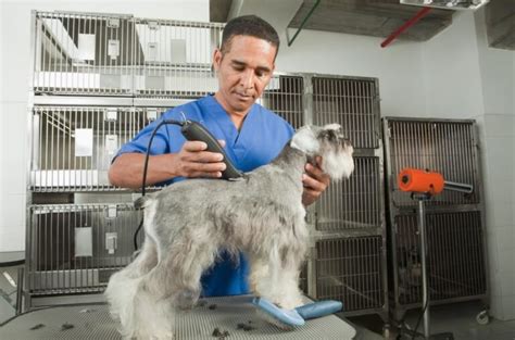 How Much To Tip Dog Groomer Petsmartgo
