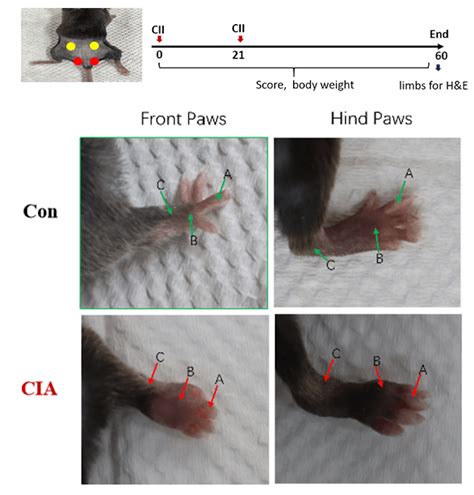 Rheumatoid Arthritis Research Models Biocytogen
