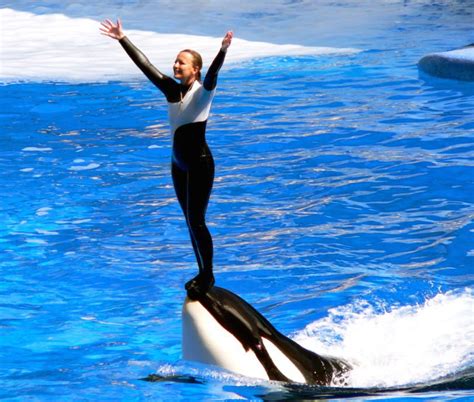 Transcend Media Service Tilikum And The Fall Of Seaworld