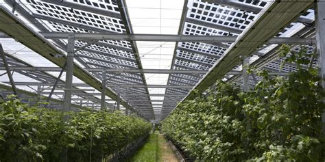 What Are The Most Promising Crops For An Agrivoltaic System Agrarforschung Schweiz