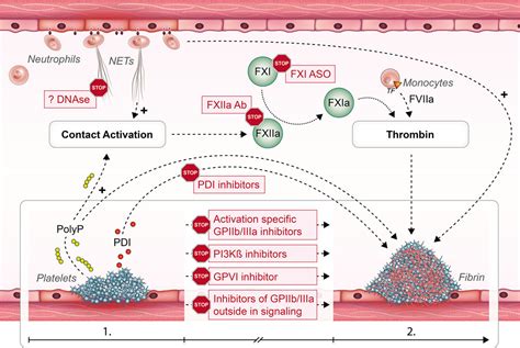 Antithrombotica