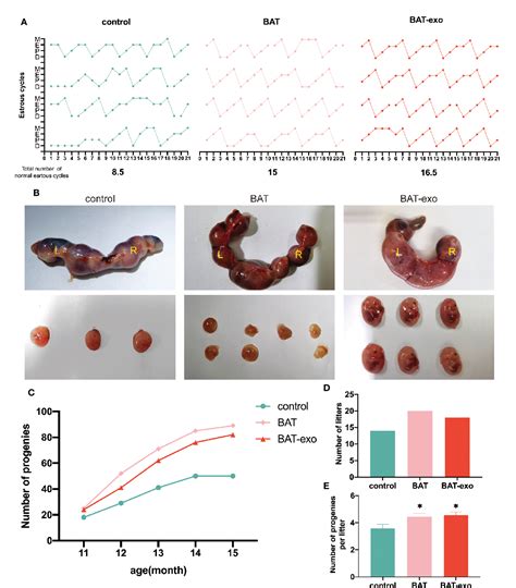 Figure 1 From Brown Adipose Tissue Derived Exosomes Delay Fertility