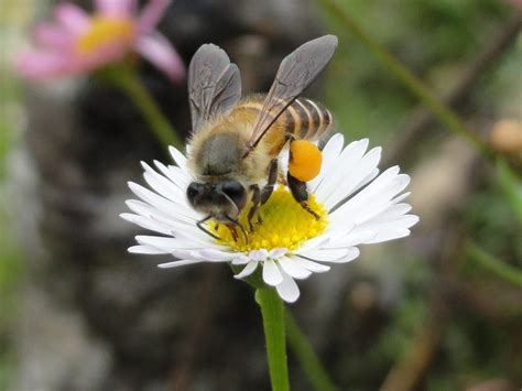 Protecting Bees For A Sustainable Future In Himalayan Region