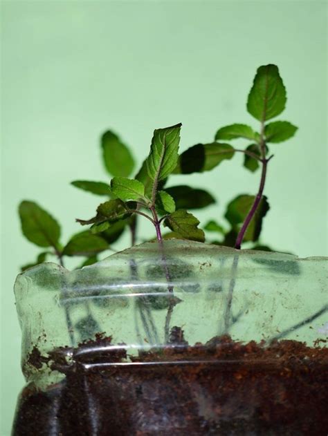 7 Tips To Grow Tulsi Plant At Home Step By Step Guide