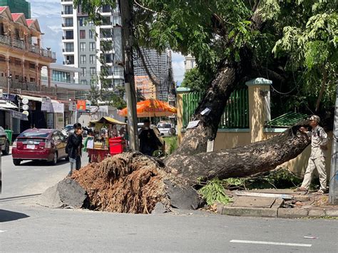 ដើមចាមរី១ដើមធំត្រូវខ្យល់កន្រ្តាក់បោកបក់ដួលសង្កត់របងសាលាបឋមសិក្សាទួលគោកបាក់រនាំងដែក២ផ្ទាំង