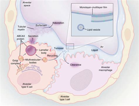Surfactant Obgyn Key