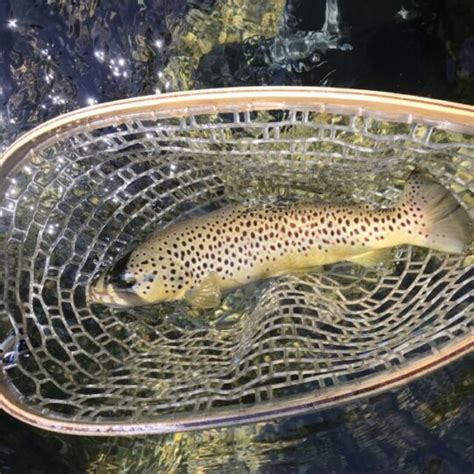 Trials And Tribulations Of The Swift River