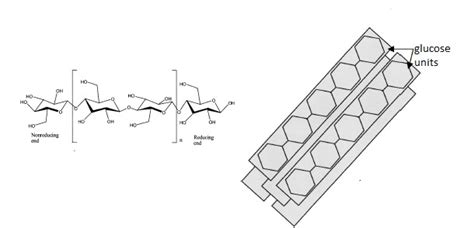Emerald Biology A Note On Cellulose Structure