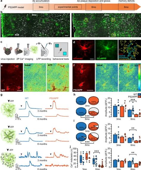 Rescue Of Astrocyte Activity By The Calcium Sensor Stim1 Restores Annamaria Lia
