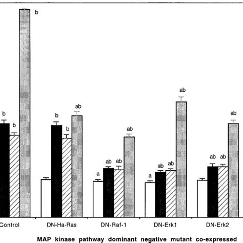 Effects Of Cotransfected Mapk Pathway Dominant Negative Inhibitory