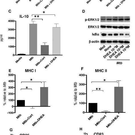 Adrenal Hormones Modulate The Mtb Induced Dc Maturation Ac Dc