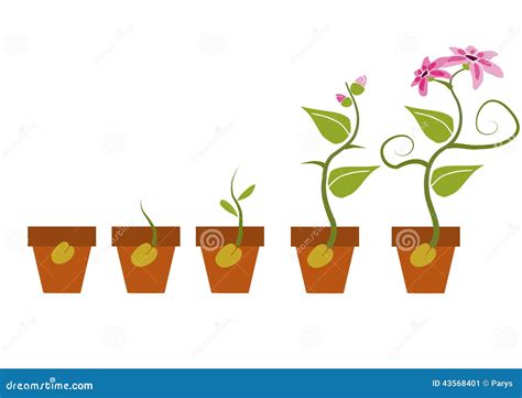 Diagrama De Las Etapas De Crecimiento De Las Plantas