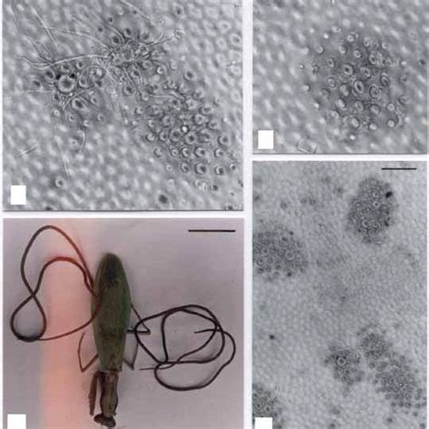 A Two Specimens Of Chordodes Cf Furnessi With Their Host B D