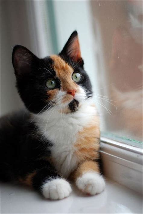 心癒される可愛い猫画像厳選200選動画集 ailovei