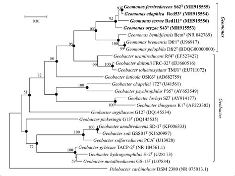 Neighbor Joining NJ Phylogenetic Tree Based On 16S RRNA Gene