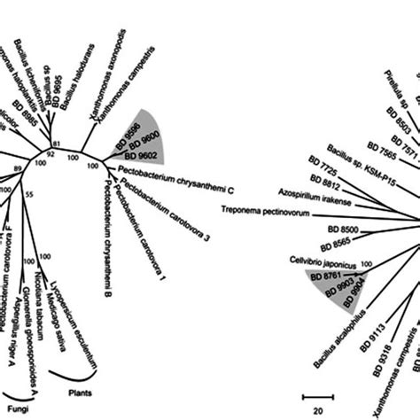 Modular Architecture Of Discovered Pectate Lyases A Polysaccharide Download Scientific