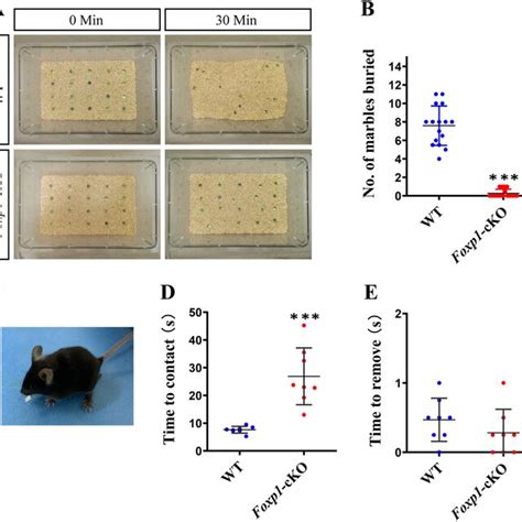 Foxp1 Cko Mice Display Tactile Sensory Deficits A Representative