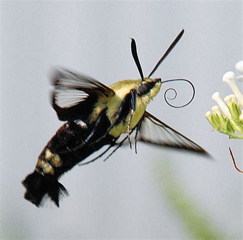 20 Best Clearwing Moth Lacewing Hummingbird Moth Bee Hawk Images On