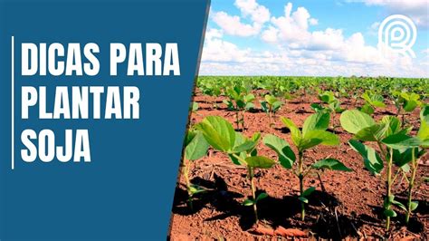 Quer ter boa produtividade Veja dá 5 dicas para plantar a soja