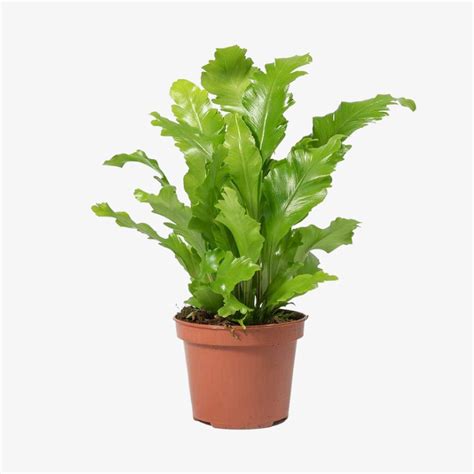 Asplenium Nidus 'Campio' | Hala Plants | UAE Biggest Online Retailer of ...