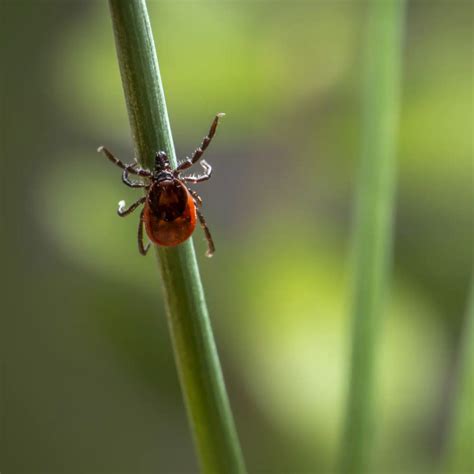 New Study Reveals Ant Pheromones Could Repel Ticks The Cumberland