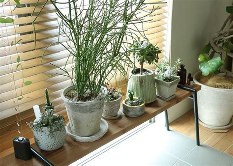 インテリアにグリーンを取り入れよう。｜receno Mag 室内 観葉植物 観葉植物 ディスプレイ インテリア 緑