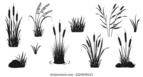 Silhouette Elemente Von Schilf Und Wasservegetation Stock