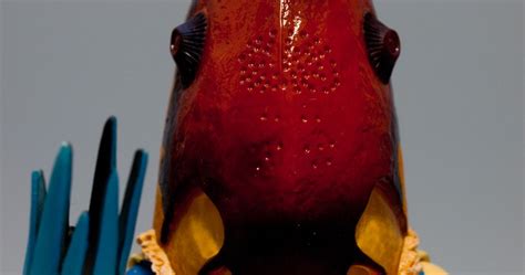 Stevens Toy Blog S H Figuarts Metron Pictures